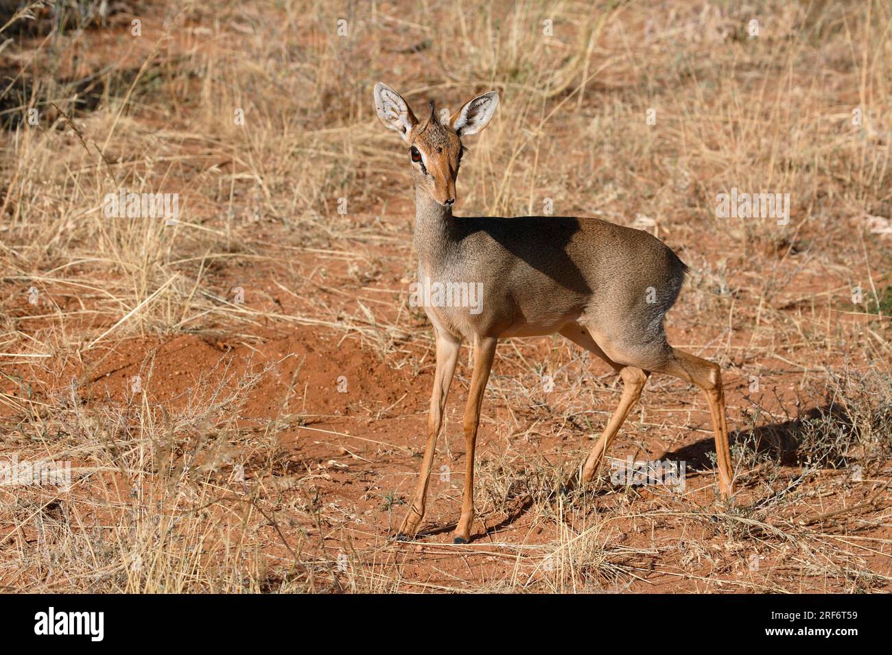 Kirk's dik dik (Madoqua kirkii), Samburu National Park, Kenya Stock Photo - Alamy