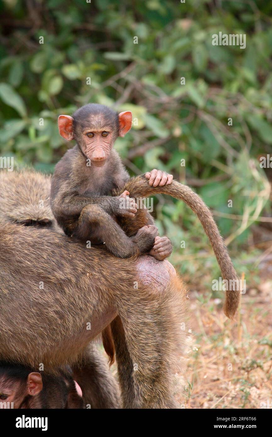 Yellow baboon (Papio cynocephalus), juvenile, web-billed baboon, steppe baboon, Kenya Stock ...