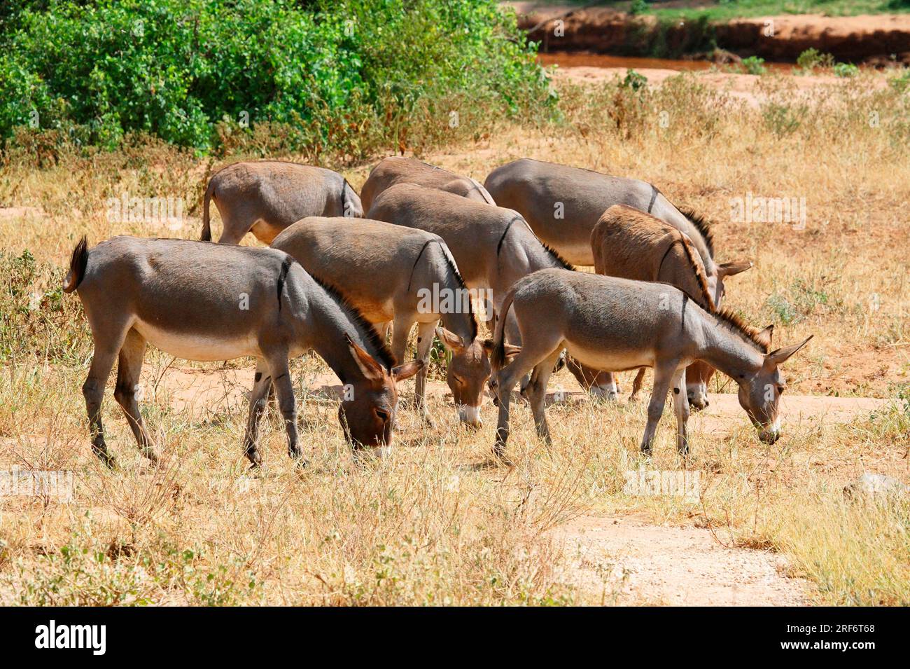 Herd protection donkey hi-res stock photography and images - Alamy