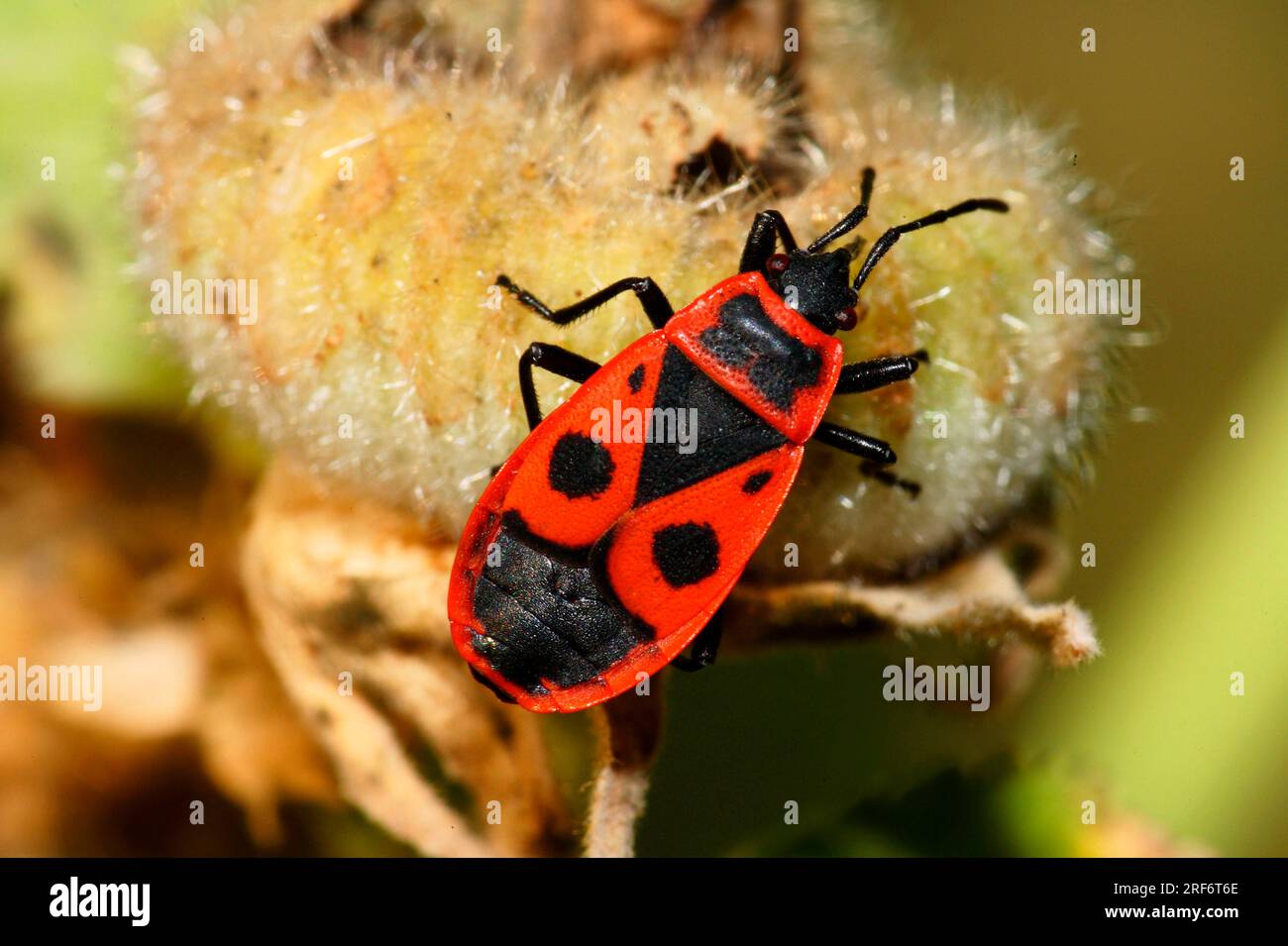 Fire bug (Pyrrhocoris apterus), Germany Stock Photo - Alamy