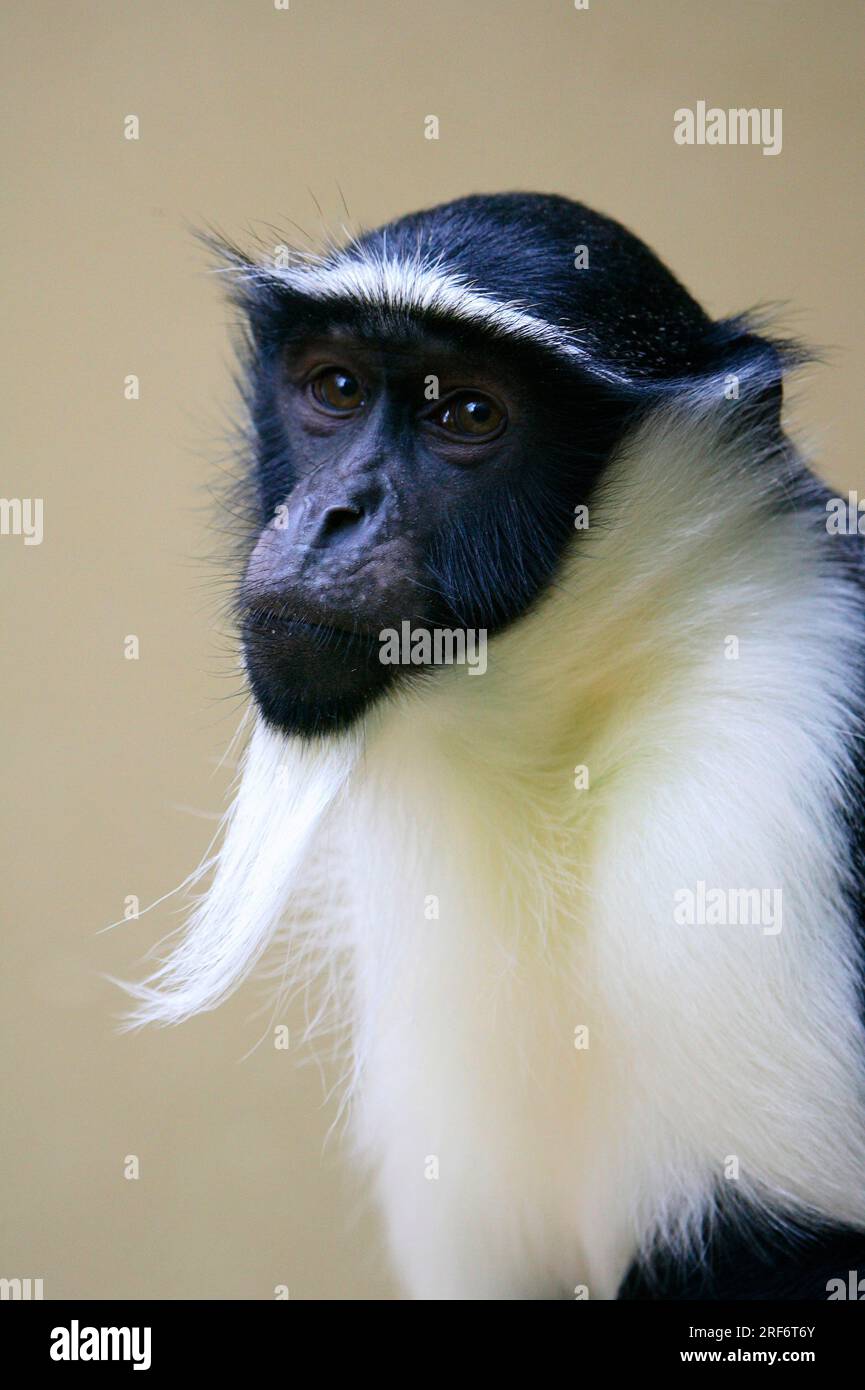 Diana monkey (Cercopithecus diana Stock Photo - Alamy