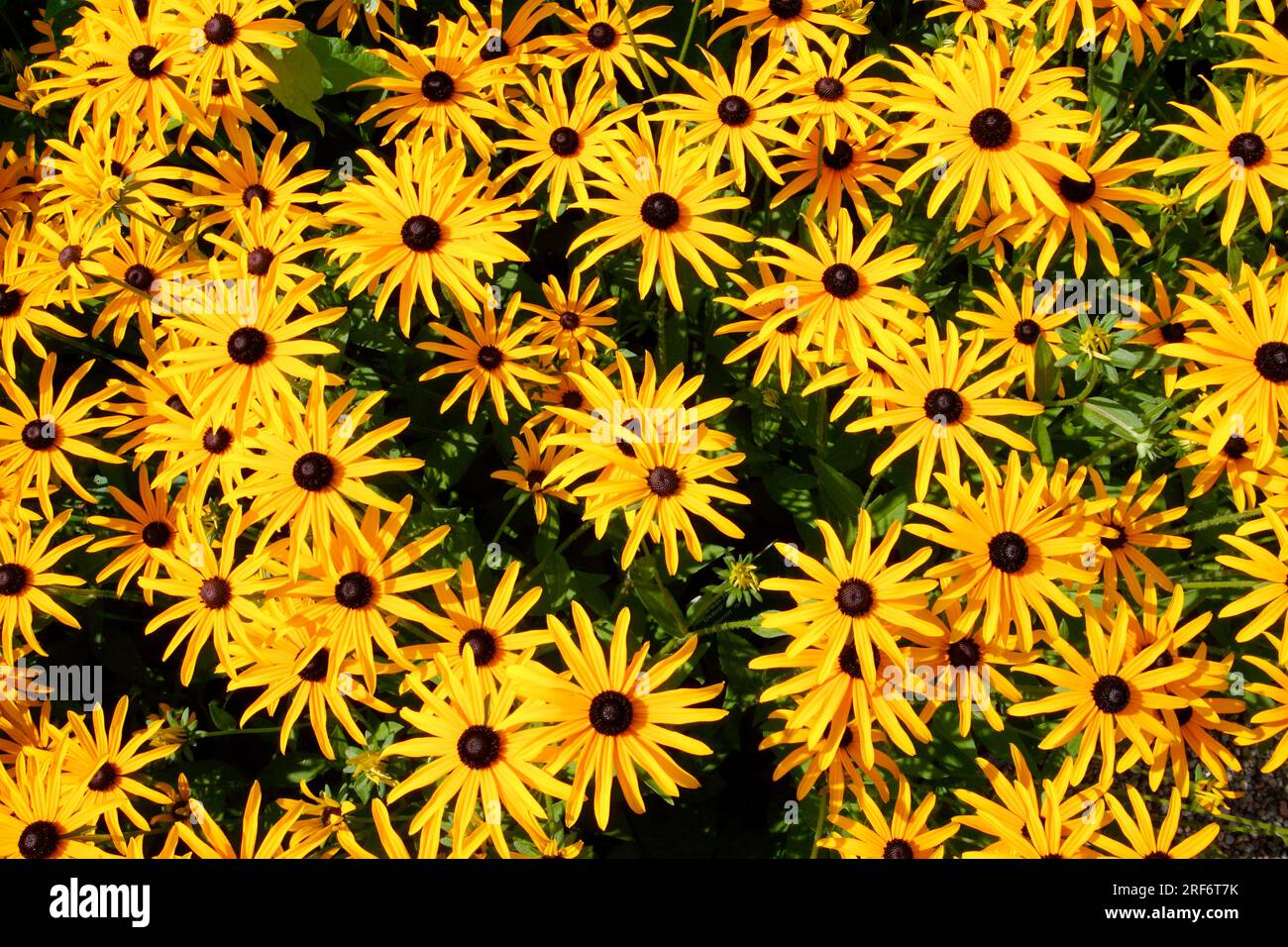 Yellow tick seed flower hi-res stock photography and images - Alamy