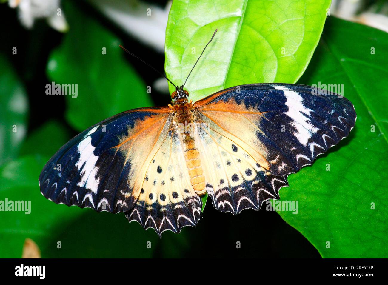 Adult leopard lacewing butterfly hi-res stock photography and images ...