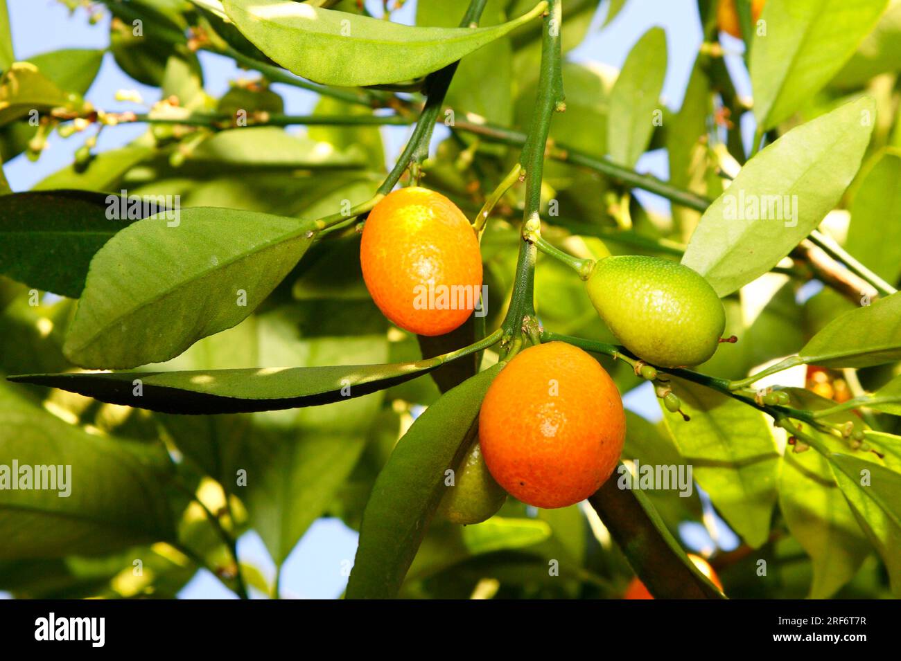 Fortunella margarita kumquat hi-res stock photography and images - Alamy