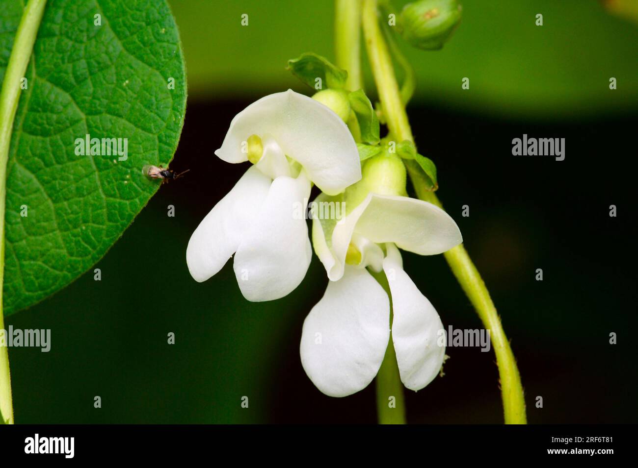 Runner Bean, blossom (Phaseolus vulgaris), Green Runner Bean, String ...