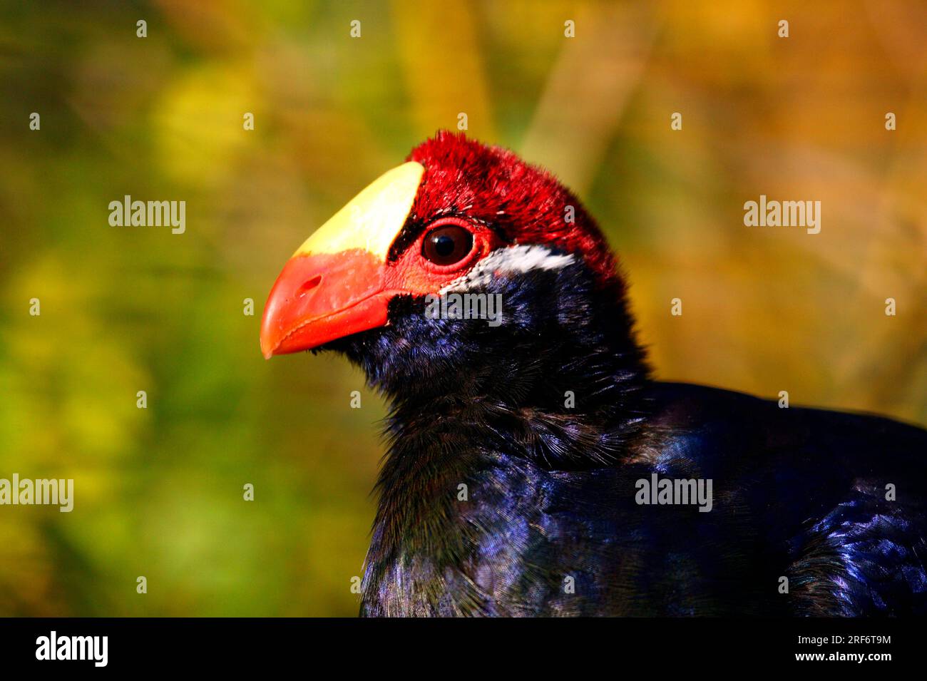 Shield animal hi-res stock photography and images - Alamy