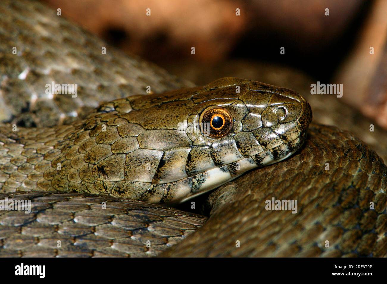 Viperine snake hi-res stock photography and images - Alamy