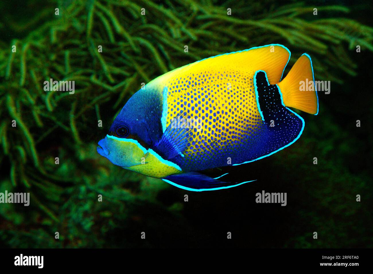 Blue girdled angelfish (Pomacanthus navarchus) (Euxiphipops navarchus ...
