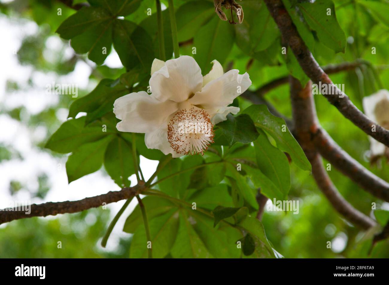 African baobab (Adansonia digitata), flower, baobab tree (Bombacaceae ...