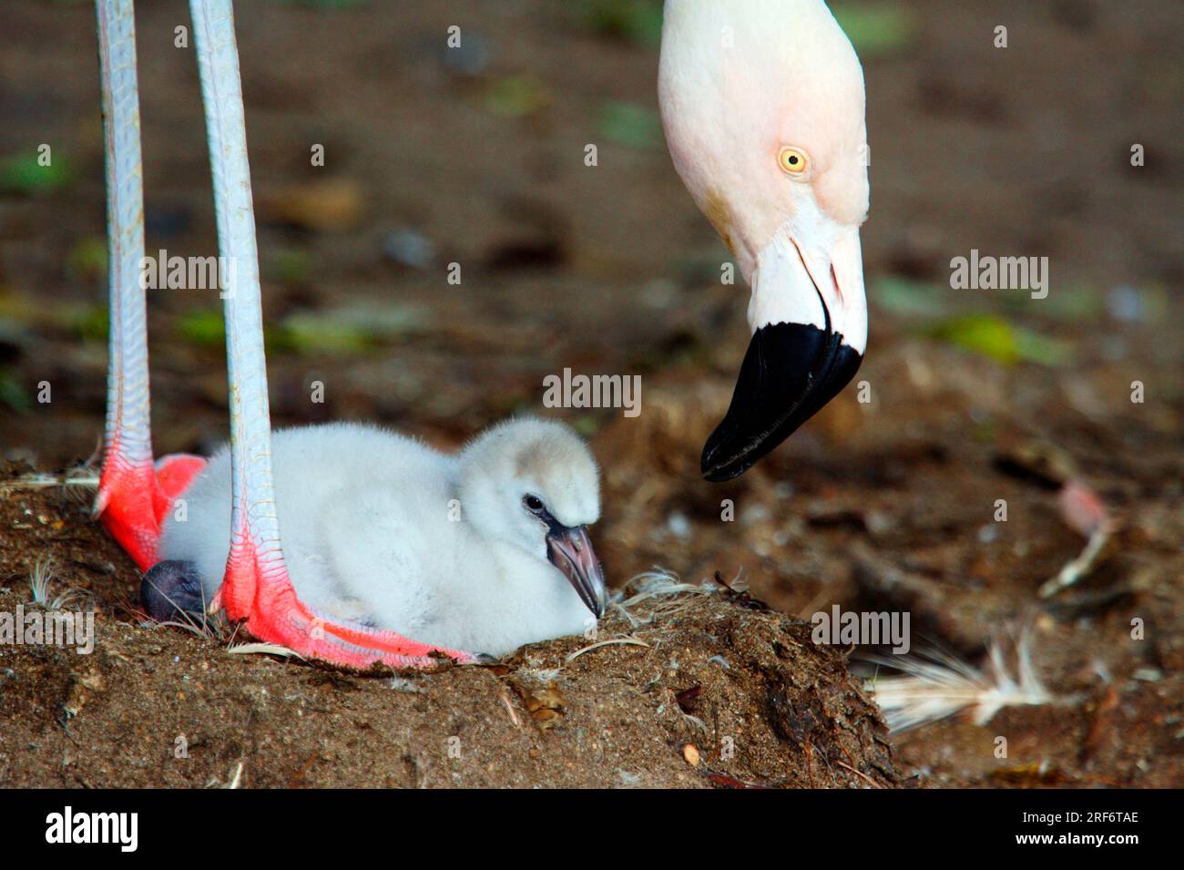 Baby Flamingo Hi res Stock Photography And Images Alamy Baby Flamingo Hi res Stock Photography And Images Alamy