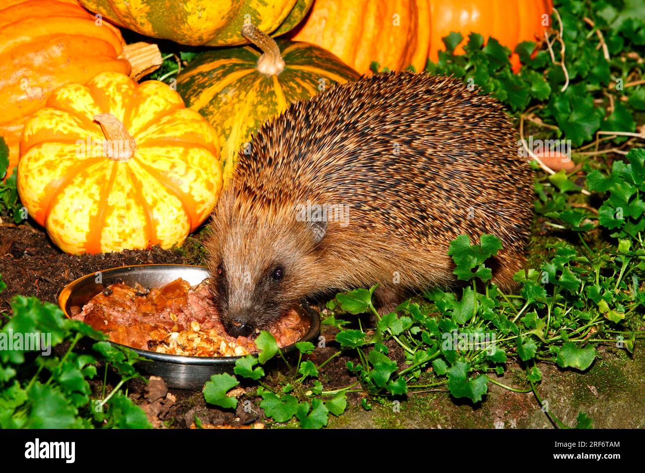 European hedgehog (Erinaceus europaeus), eating from shell, Germany ...