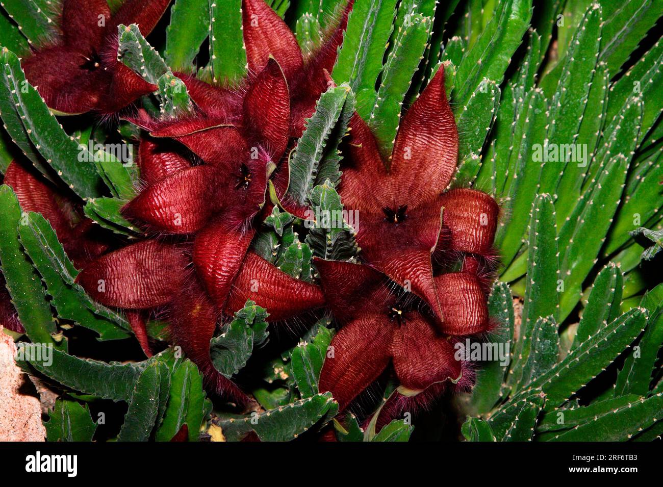 Toad plant (Stapelia gigantea Stock Photo - Alamy