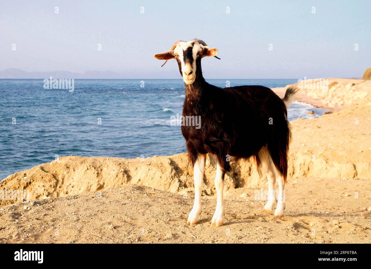 Domestic goat, Rhodes, Goat, Goats, Greece Stock Photo - Alamy