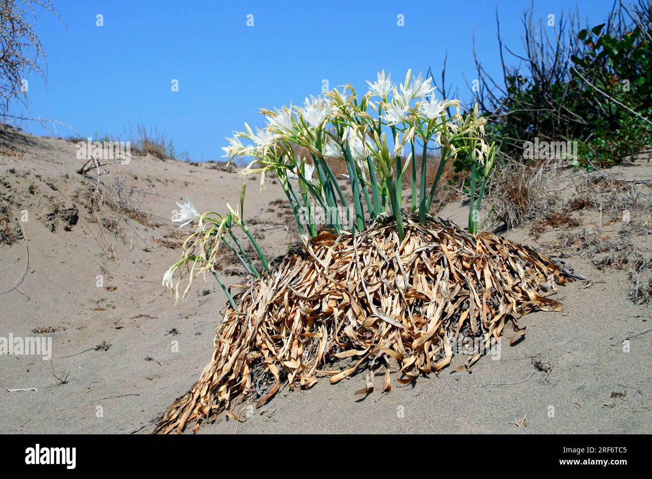 Sea daffodil (Pancratium maritimum), Rhodes, Sea daffodil, Funnel ...