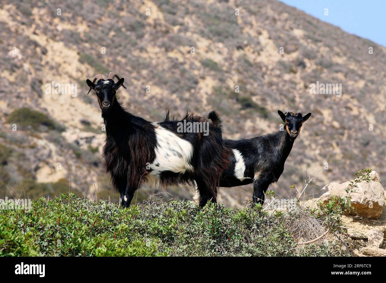 Wildlife greek rhodos hi-res stock photography and images - Alamy