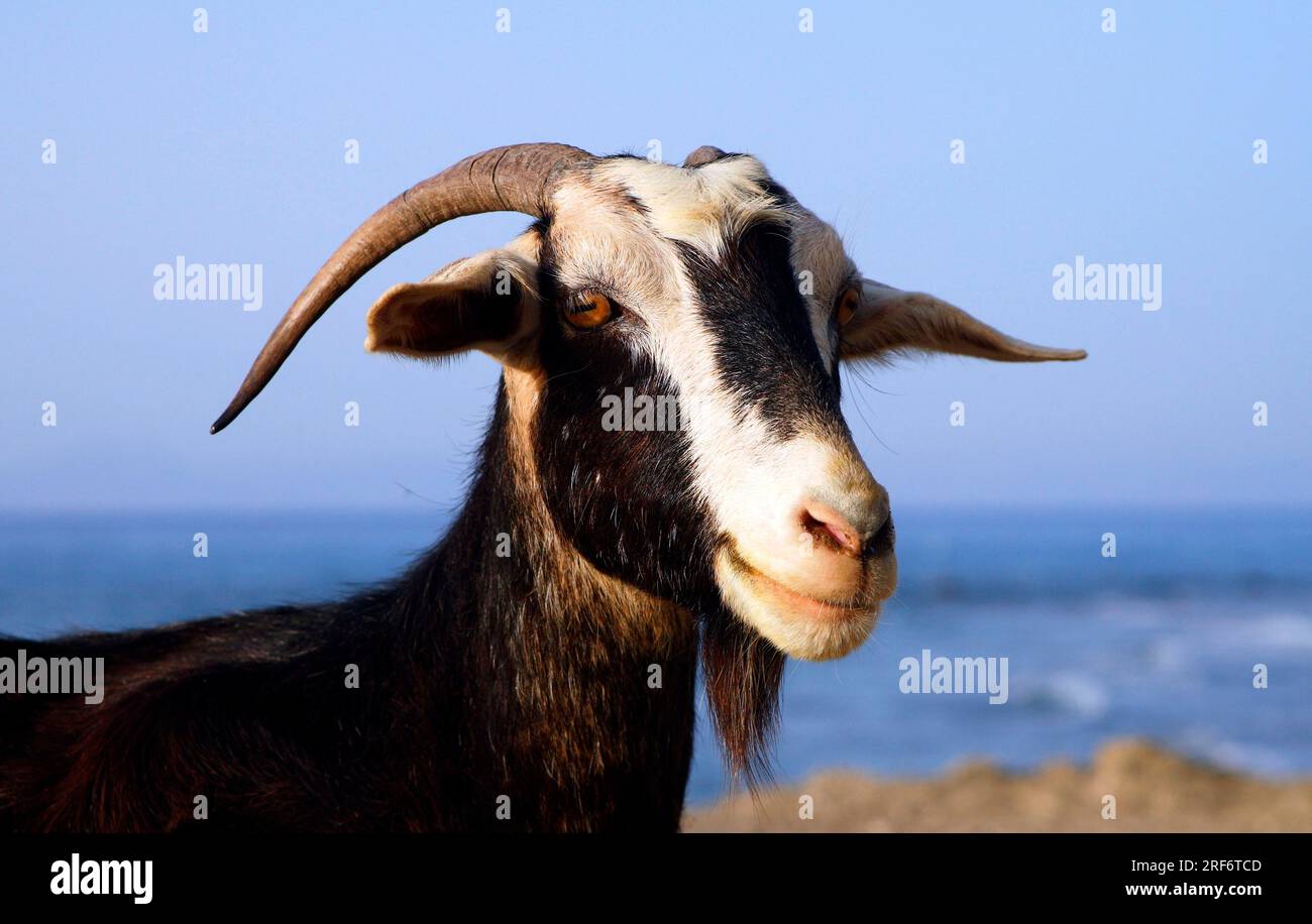 Domestic goat, Rhodes, Goat, Goats, Greece Stock Photo - Alamy