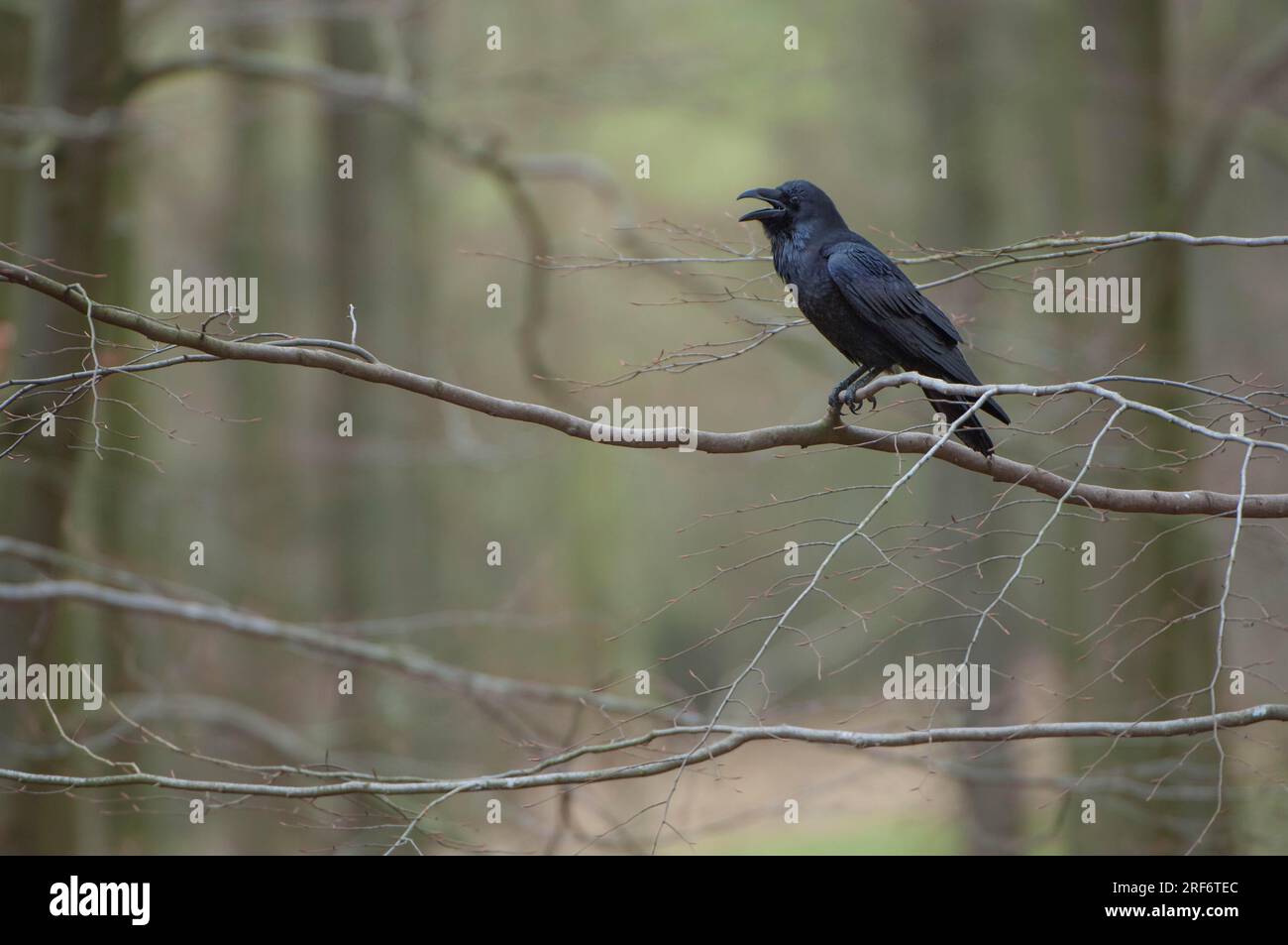 Raven communication hi-res stock photography and images - Alamy