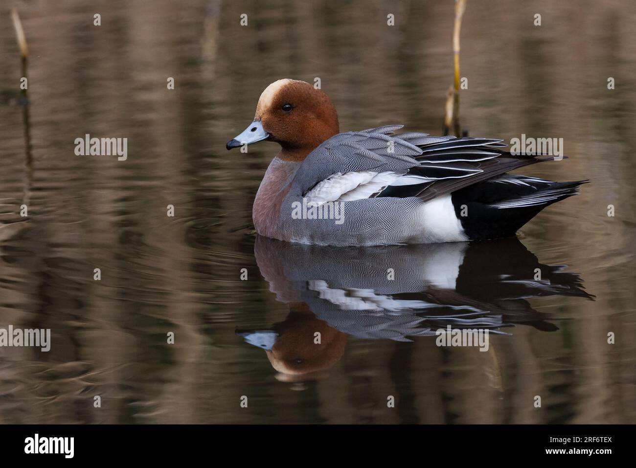 A male Eurasian wigeon duck (Mareca penelope) on a lake in.a park in ...