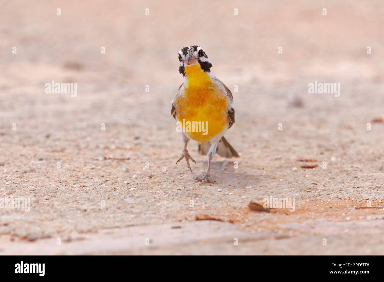 Golden breasted bunting hi-res stock photography and images - Alamy