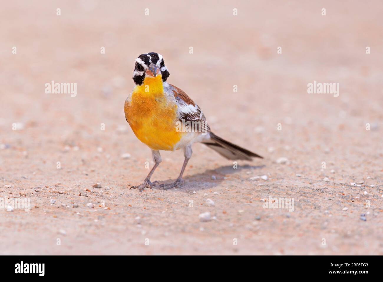 Golden-breasted Bunting, Olifantrus campsite, Etosha, namibia, March ...