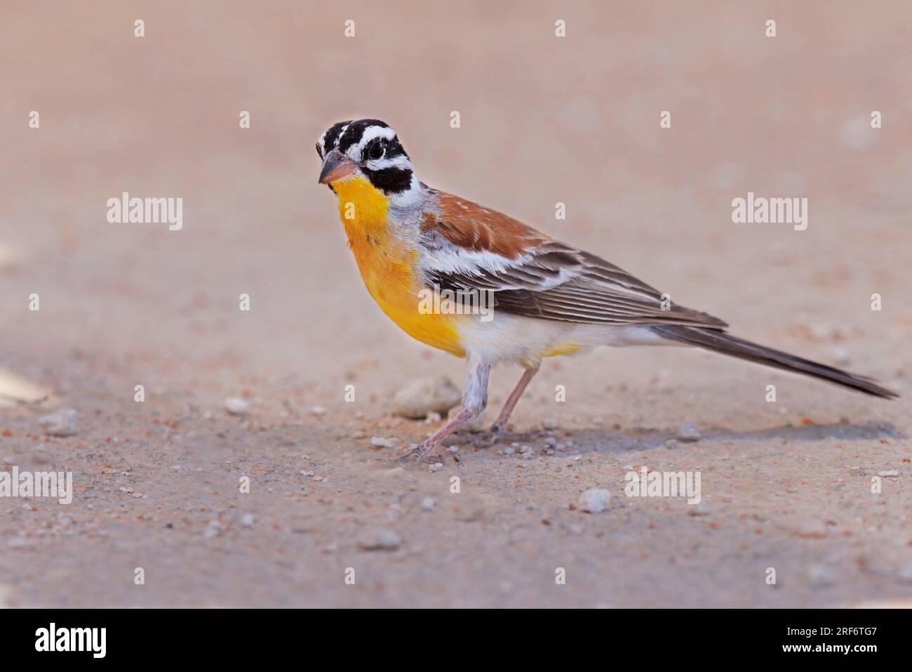 Olifantrus campsite hi-res stock photography and images - Alamy