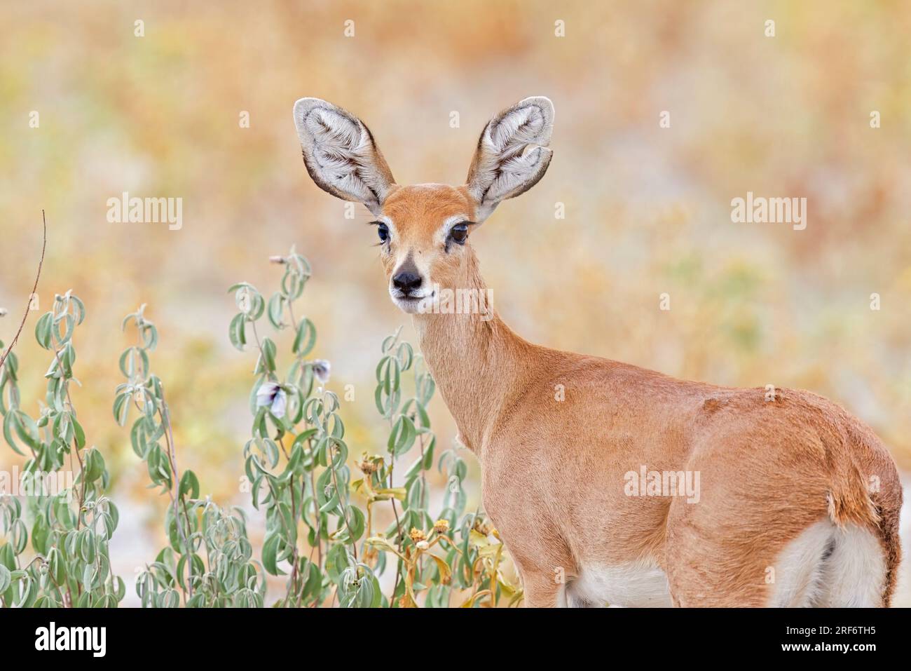 Steenbok, Etosha, Namibia, March 2023 Stock Photo - Alamy