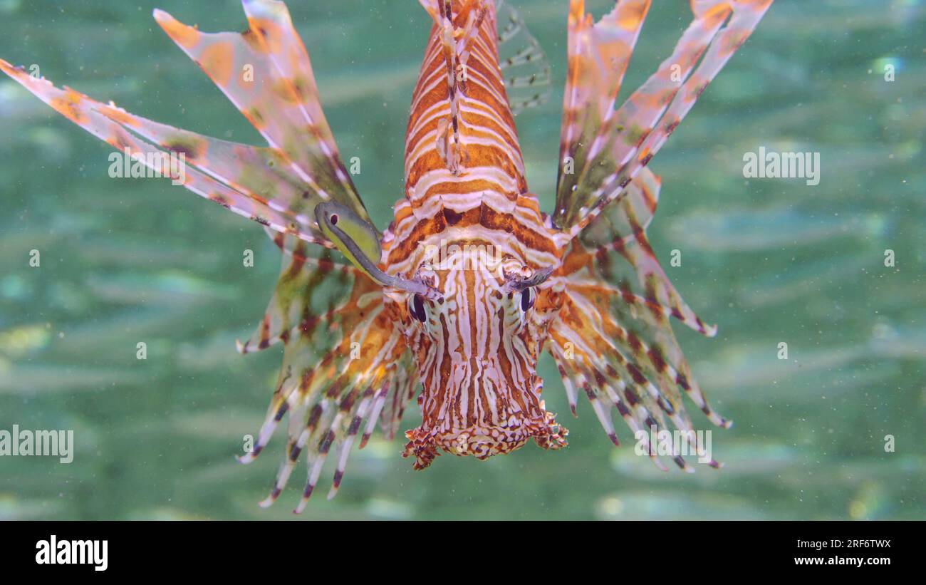 Portrait of Common Lionfish or Red Lionfish (Pterois volitans) hunting ...
