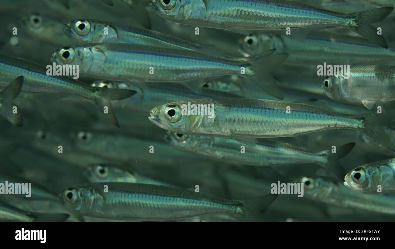 Hardyhead silverside fish underwater hi-res stock photography and ...