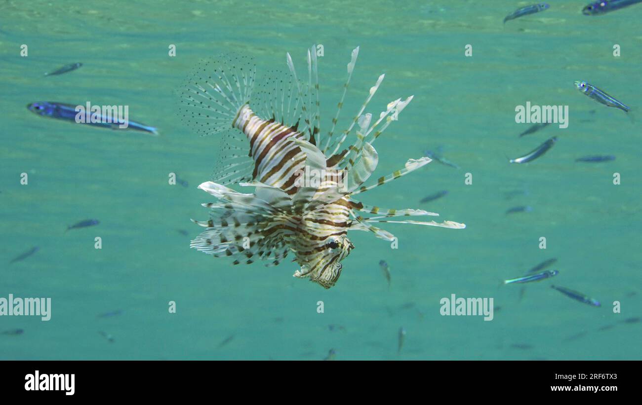 Hardyhead silverside fish underwater hi-res stock photography and ...
