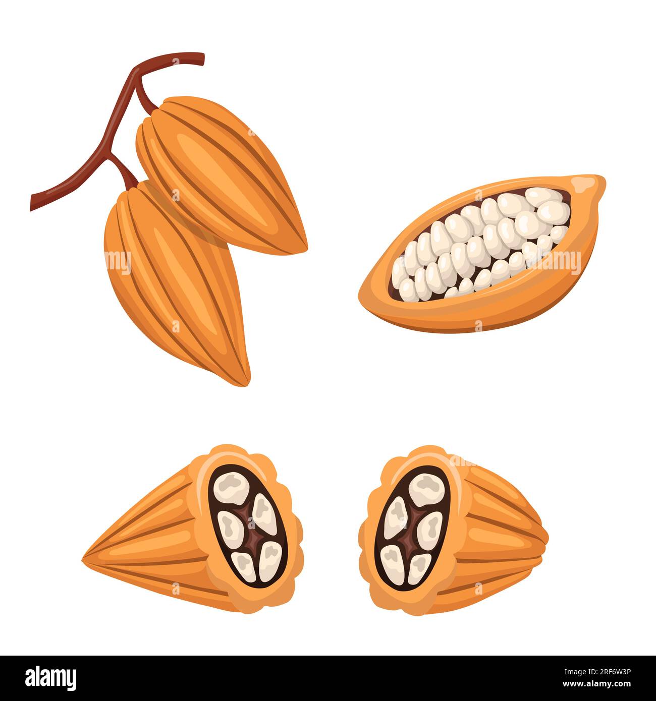 A set of cocoa beans. Vector illustration Stock Vector Image & Art - Alamy