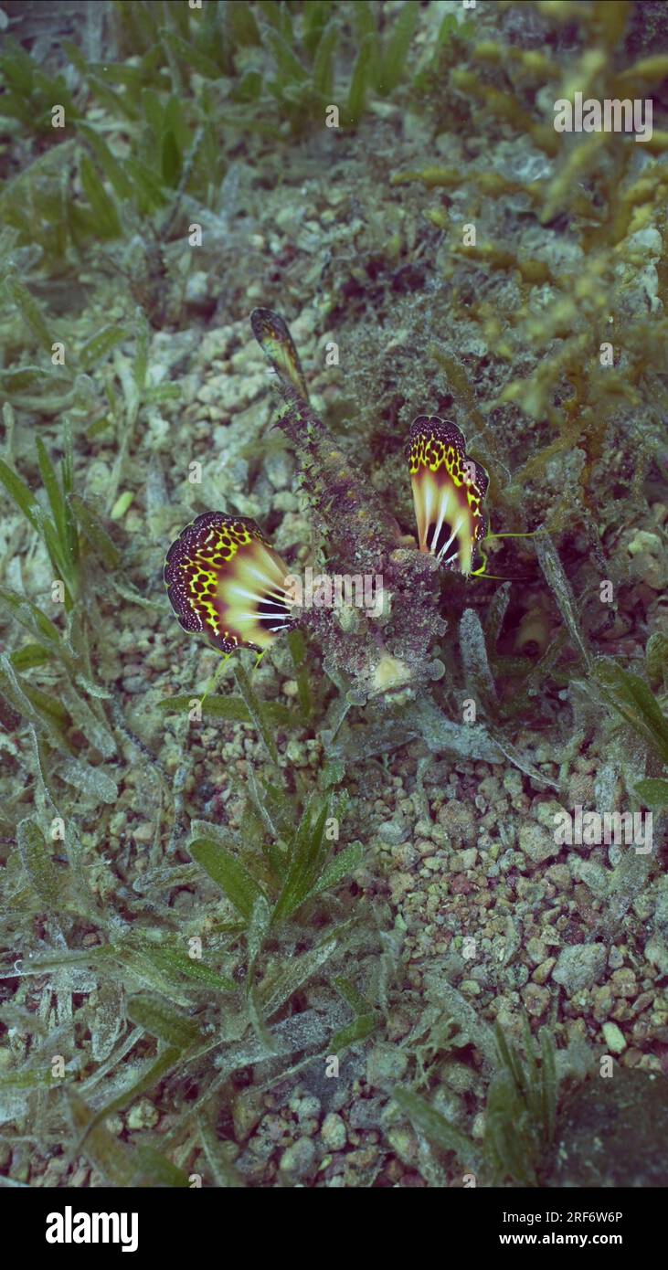 Bearded devil hi-res stock photography and images - Alamy