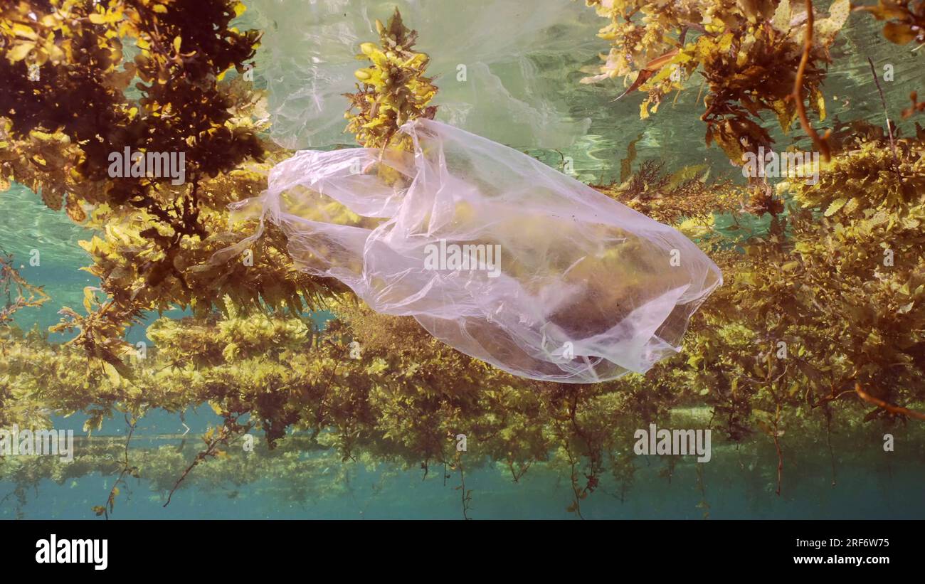 Disposable transparent plastic bag drifting Seaweed Brown Sargassum on ...