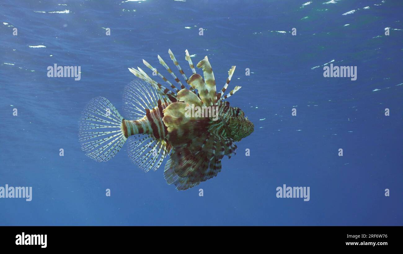 Lion fish swims in blue Ocean on blue water background. Common Lionfish ...