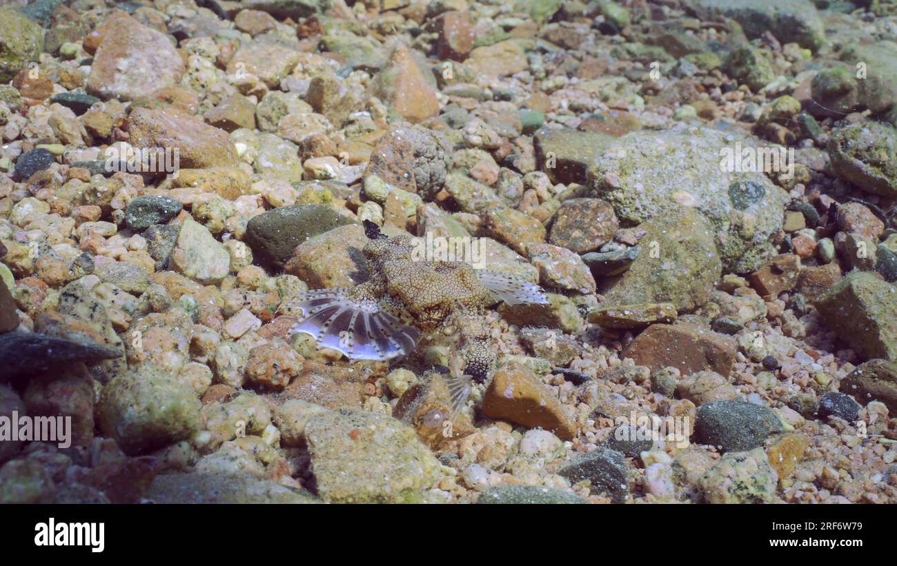 Common Seamoth, Little Dragonfish or Short Dragonfish (Eurypegasus ...