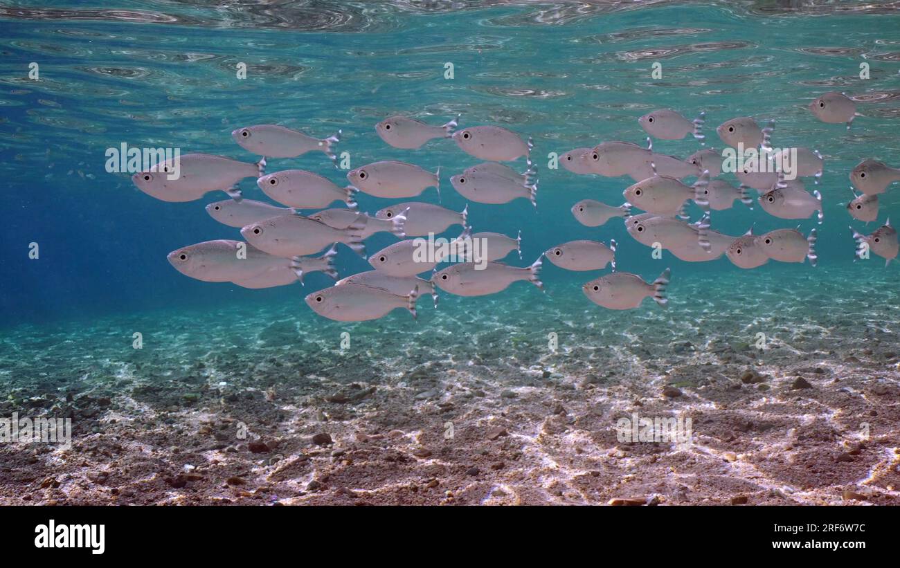 School barred flagtail swims in hi-res stock photography and images - Alamy