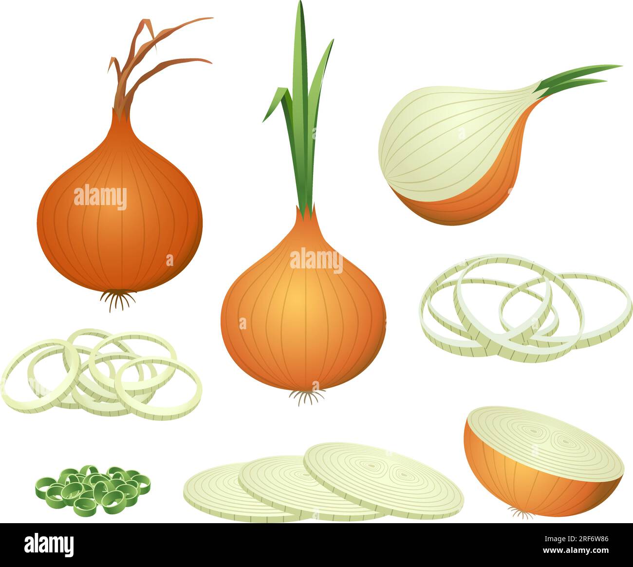 Onion bulb leaves isolated Stock Vector Images - Alamy