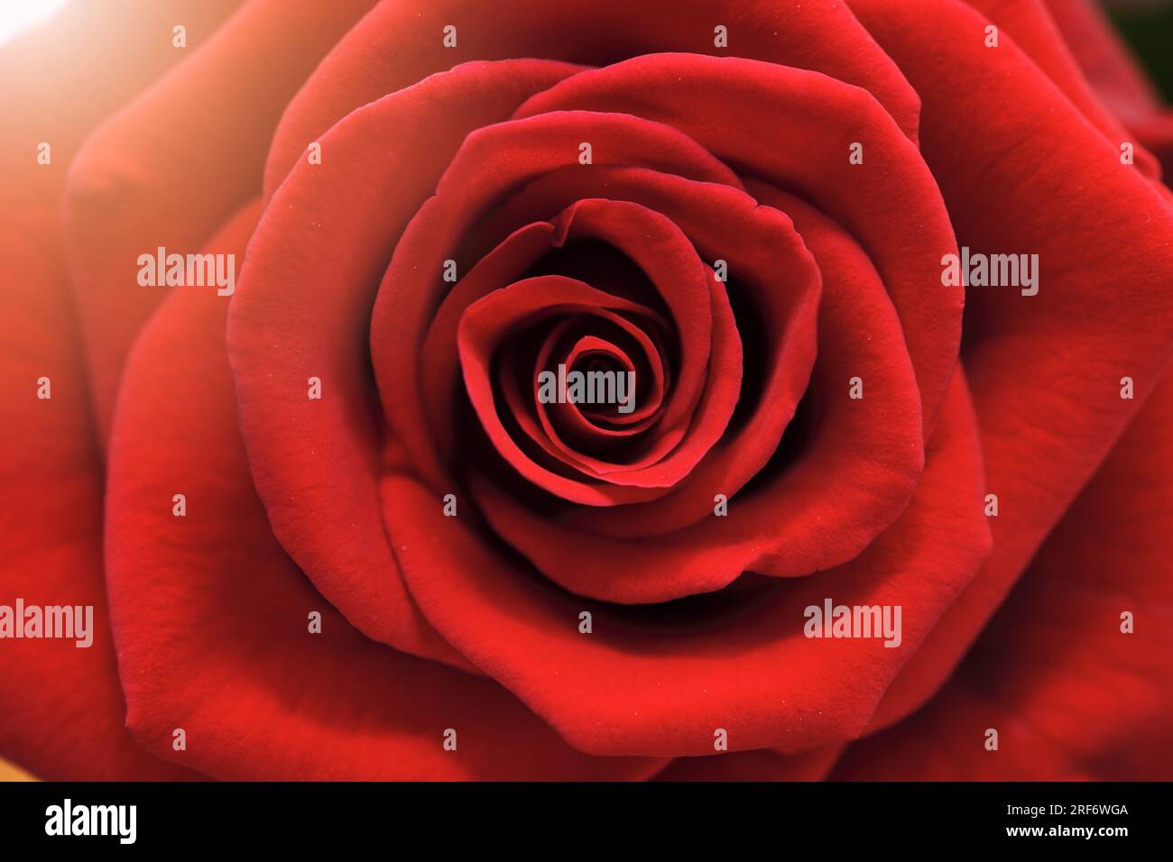 Rose rote blumen hi-res stock photography and images - Alamy