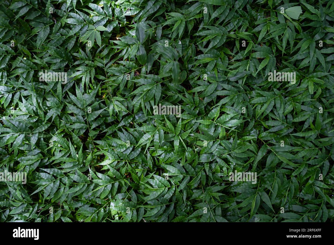 Beautiful green color hi-res stock photography and images - Alamy