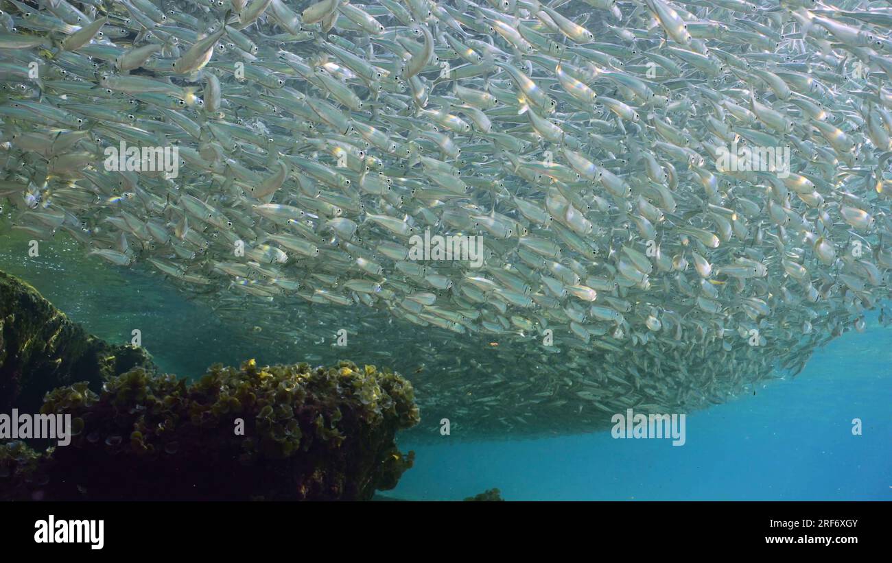 Red Sea, Egypt. 3rd July, 2023. big concentration of Hardyhead ...