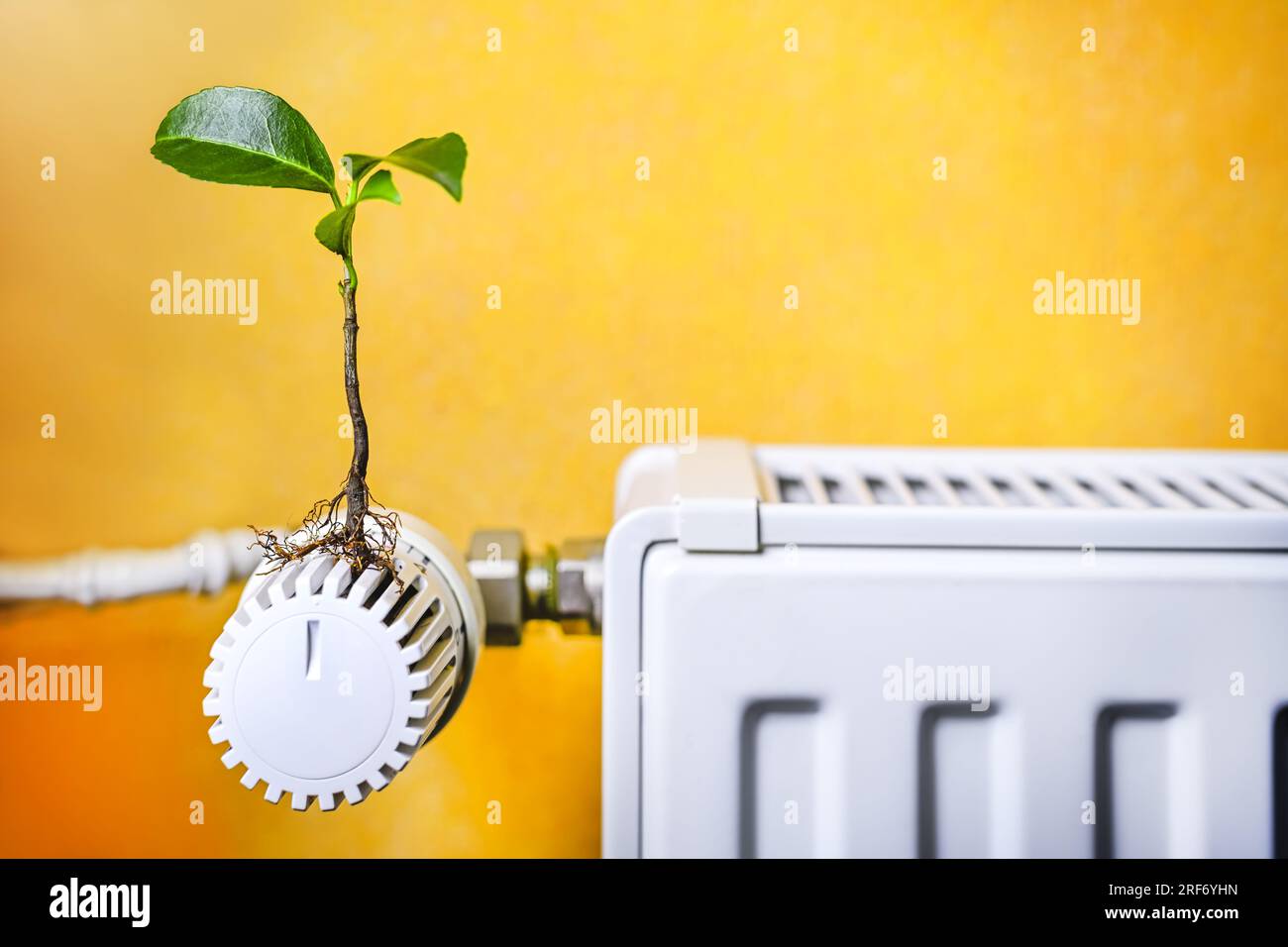 Pflanze wächst aus einem Heizungsthermostat, Symbolfoto für ...