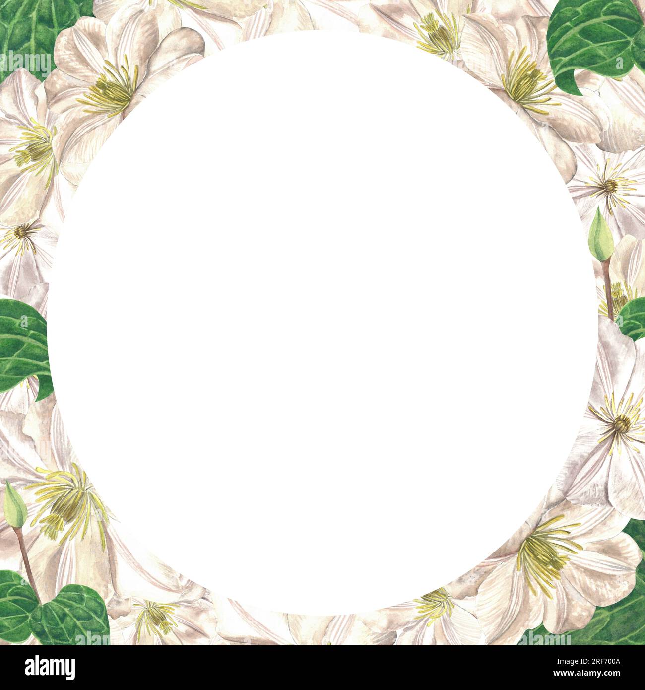 Watercolor illustration of clematis flowers. Round frame with green ...