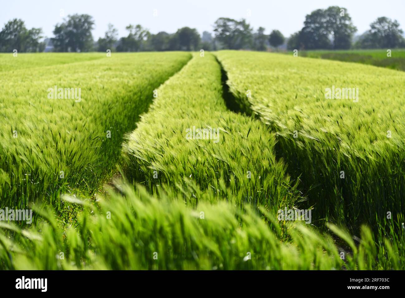 Gerstenfeld in Hamburg, Getreideanbau Stock Photo - Alamy