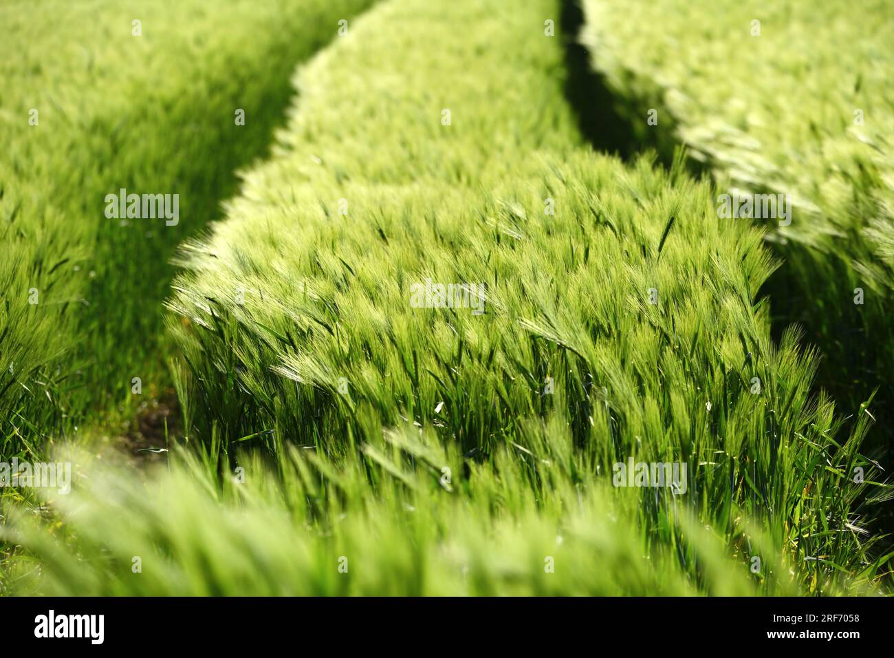 Gerstenfelder hi-res stock photography and images - Alamy
