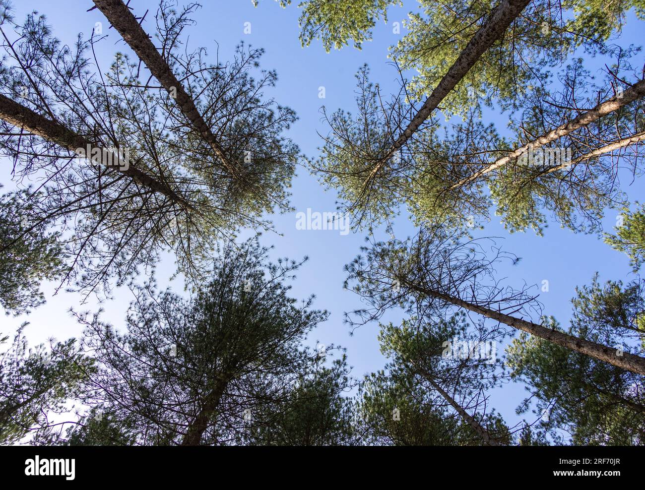 Looking vertically up between tall straight trees Stock Photo - Alamy