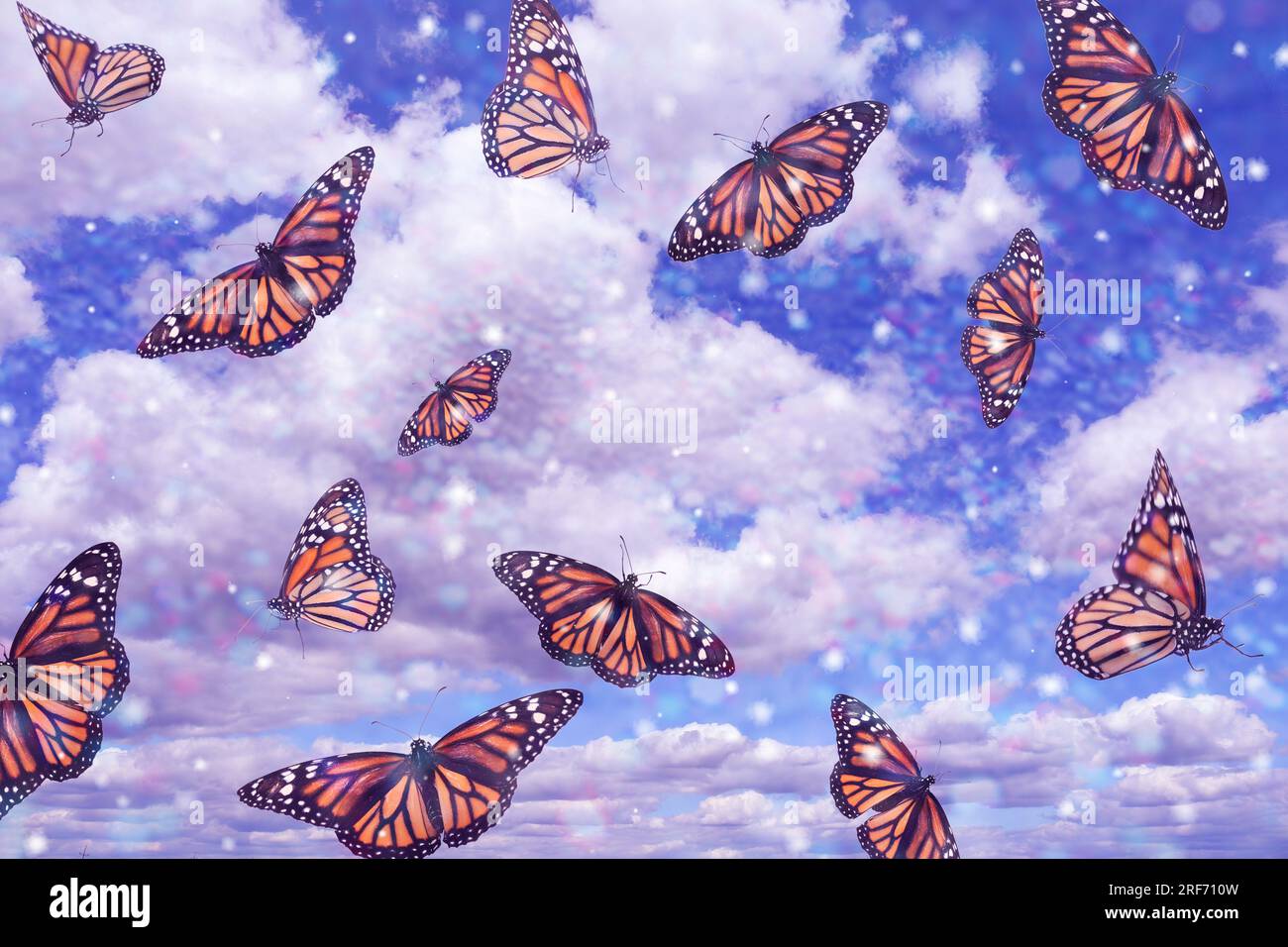 Many butterflies in summer season hi-res stock photography and images ...