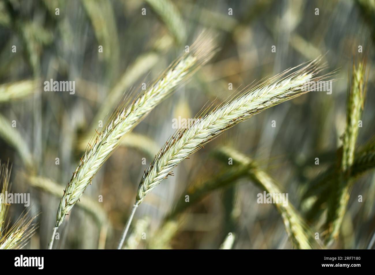 Roggenfeld hi-res stock photography and images - Alamy
