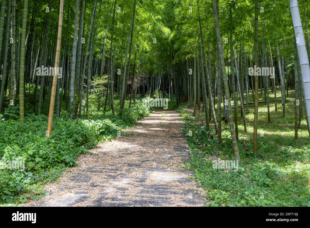 Path through bamboo forest hi-res stock photography and images - Alamy