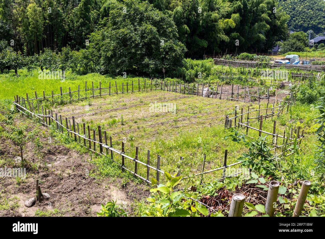 Small vegetable grower's allotment, Kanazawa, Ishikawa, Japan Stock ...