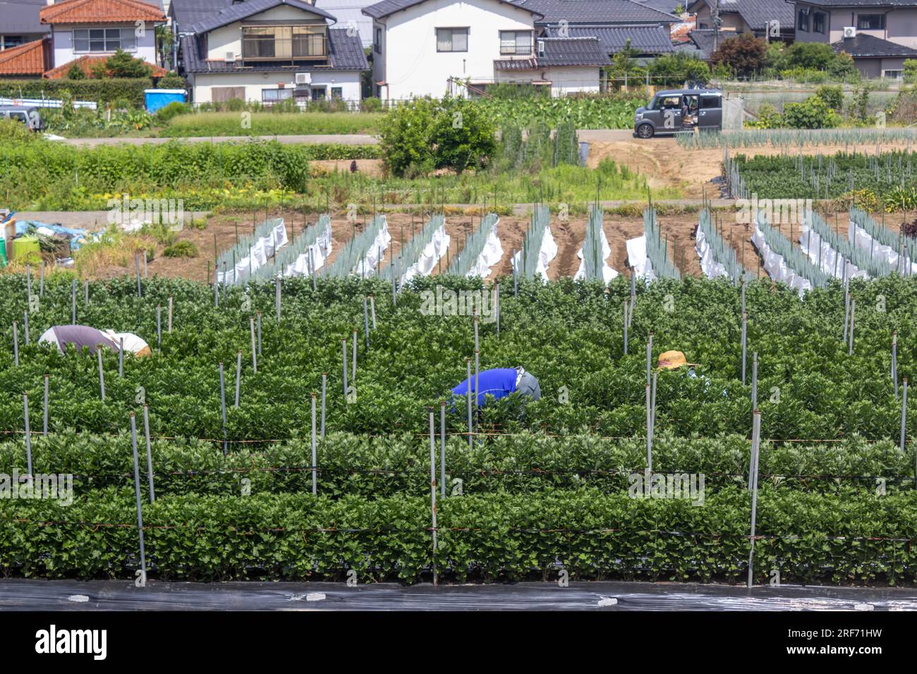 Workers at small vegetable grower's allotment, Kanazawa, Ishikawa ...