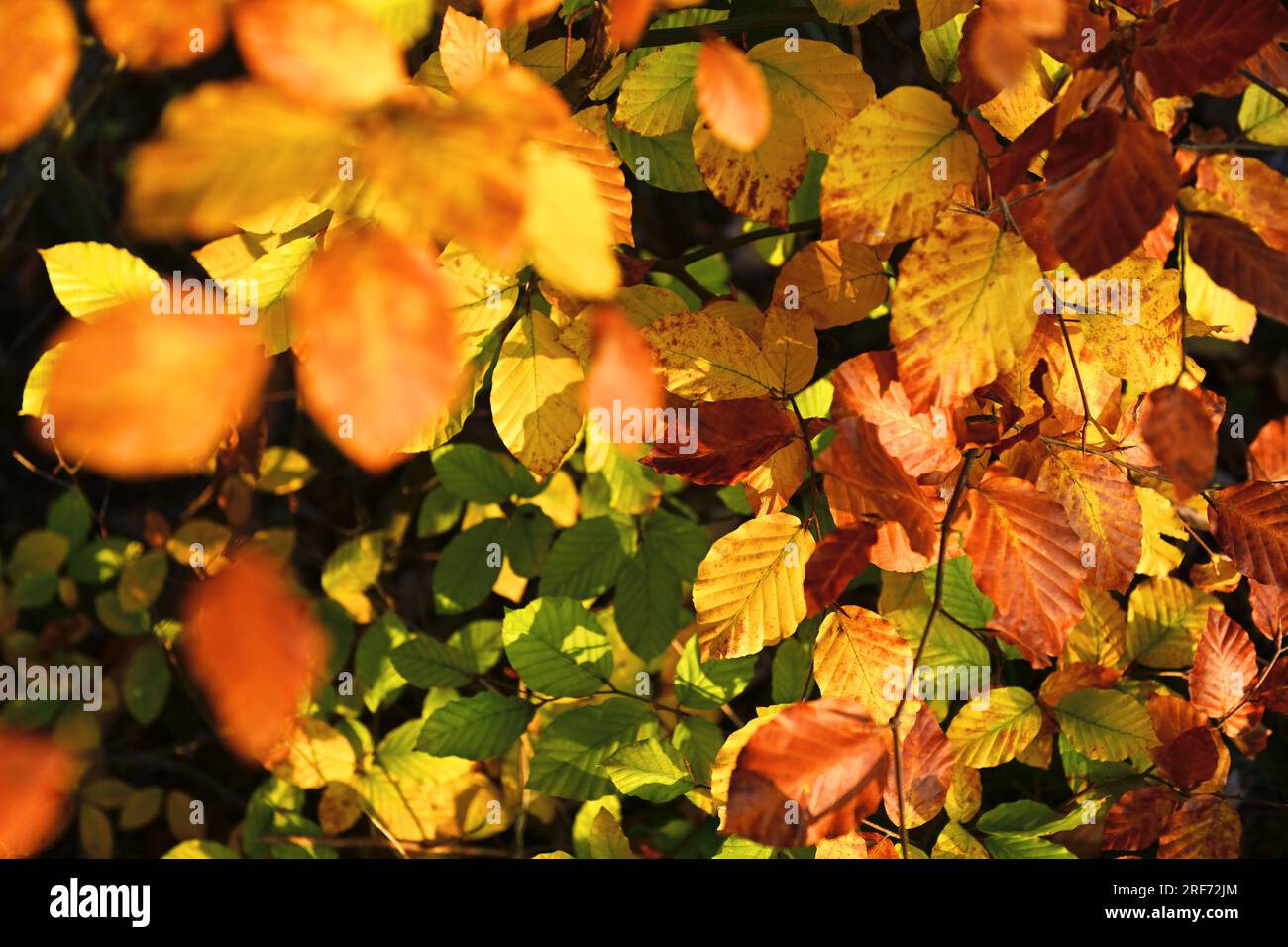 Gelbe buche hi-res stock photography and images - Alamy